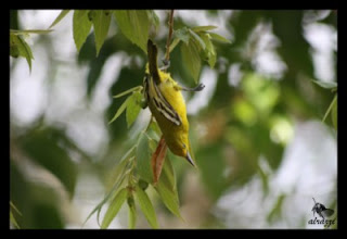 birds i view: Burung-burung Sawah : Merbah Kunyit