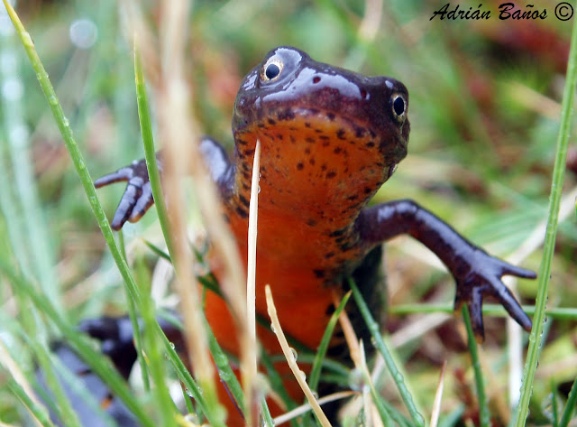 Alto Carrión: El tritón alpino