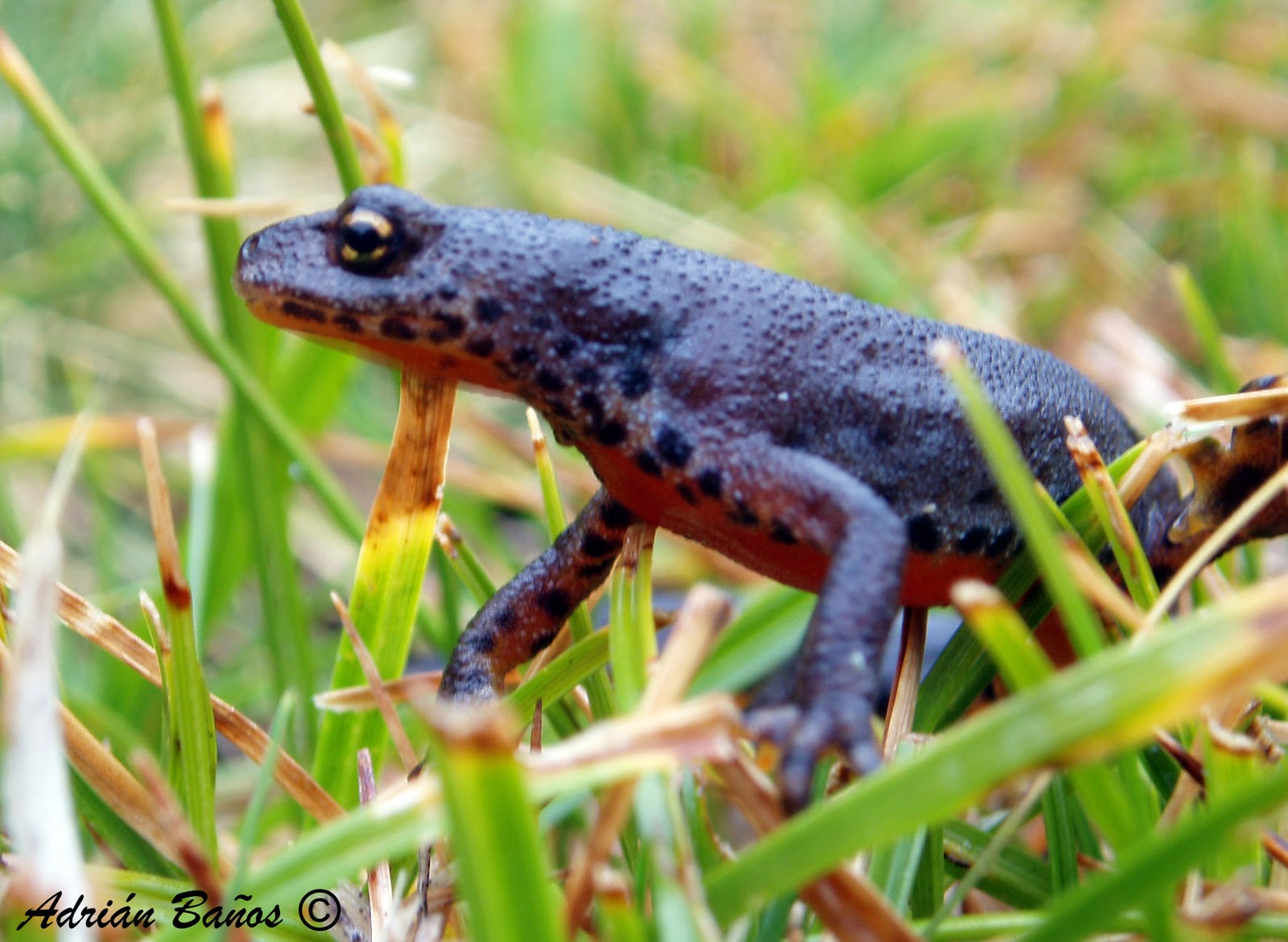 Alto Carrión: El tritón alpino