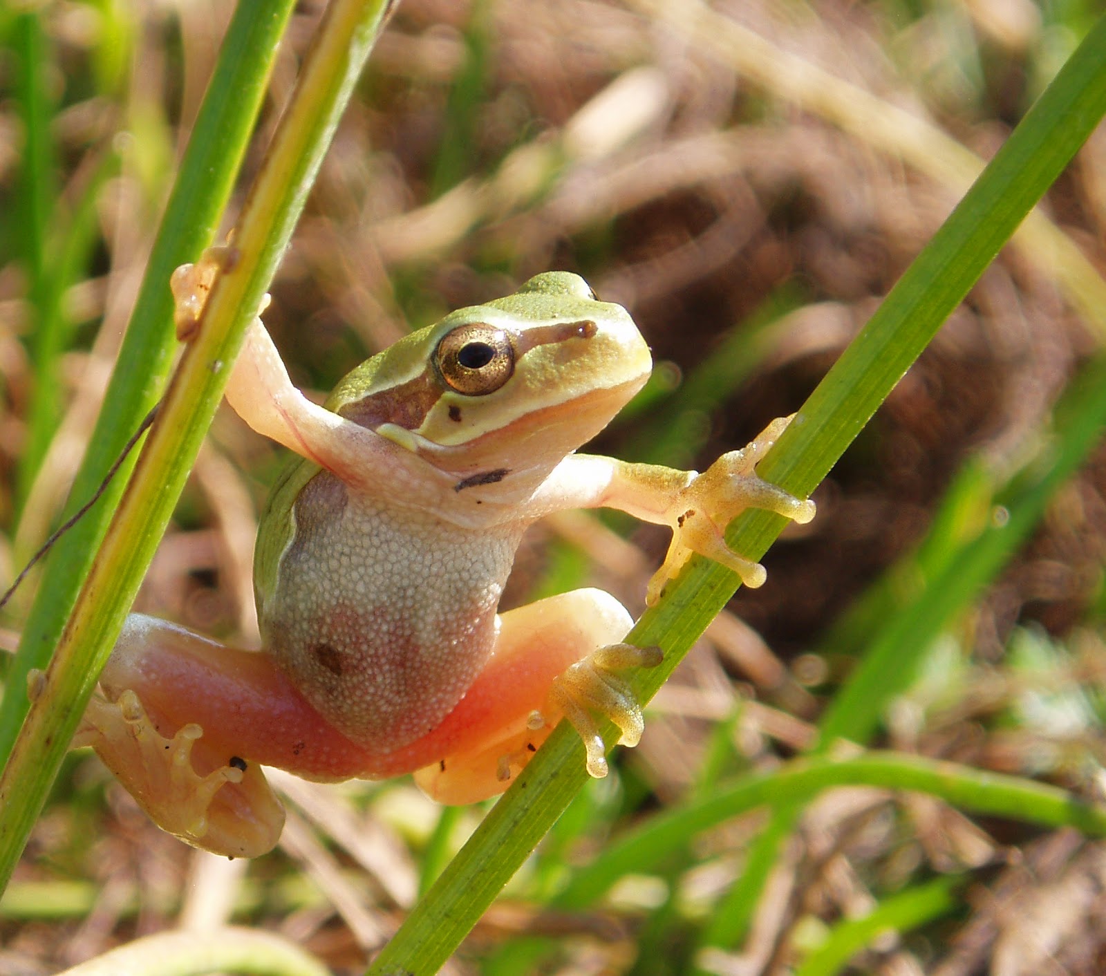 Alto Carrión: Ranita de San Antonio y Culebra lisa meridional