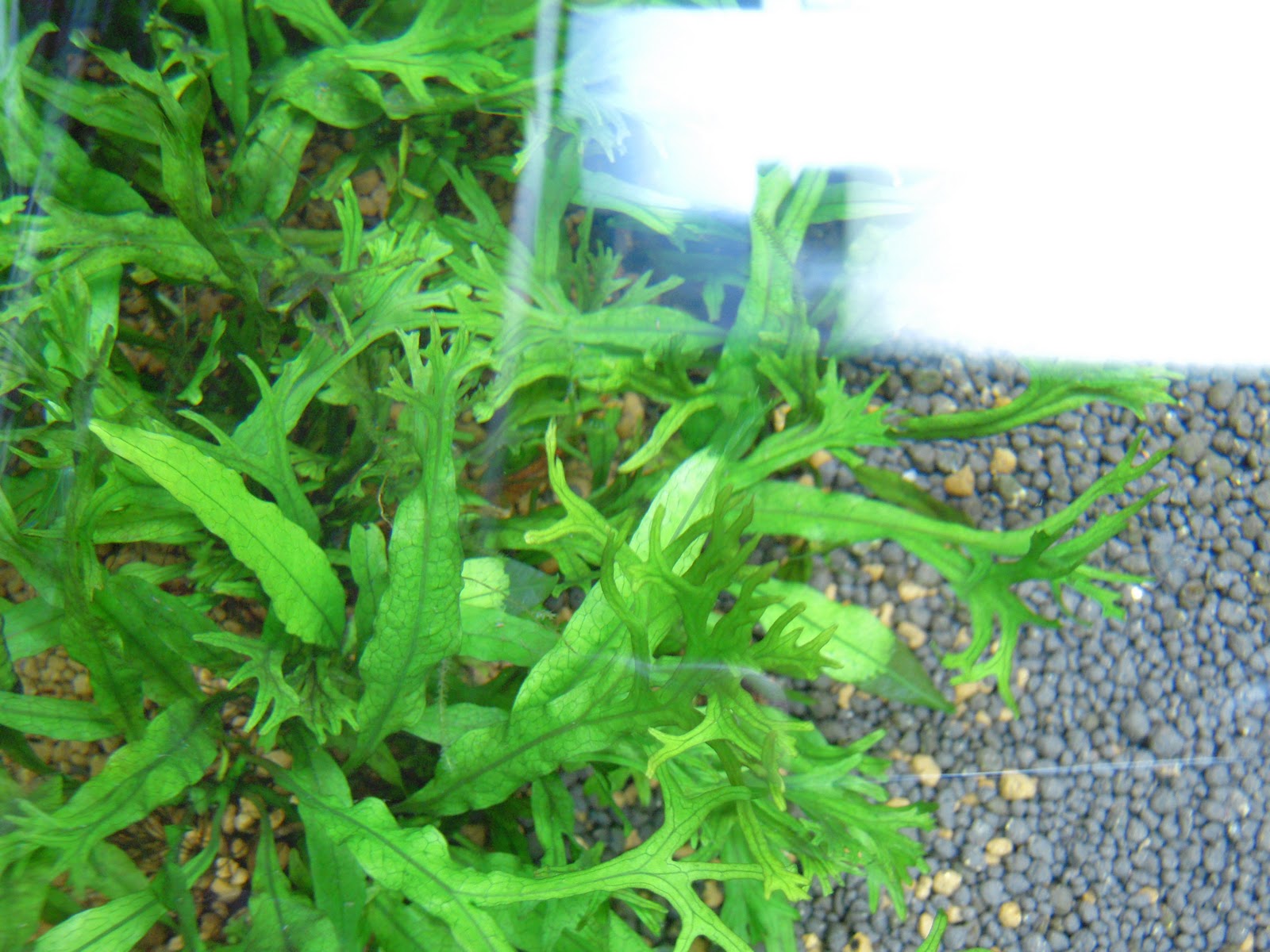 Crystal Red Shrimp: Beautiful Lace Java Fern
