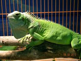 Cara perawatan Iguana Hijau ~ Reptiles