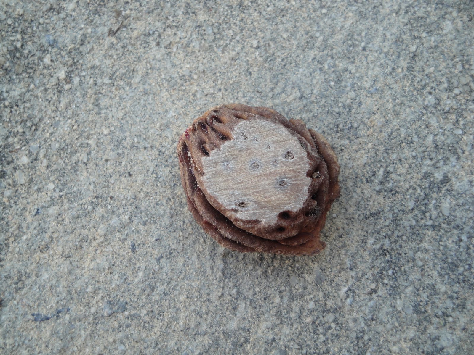 mumutablefor2: Peach Pit Ring