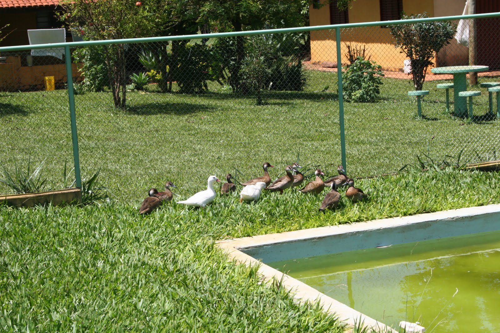 CRIADOURO MANDARIM: MARRECO MANDARIM BRANCO