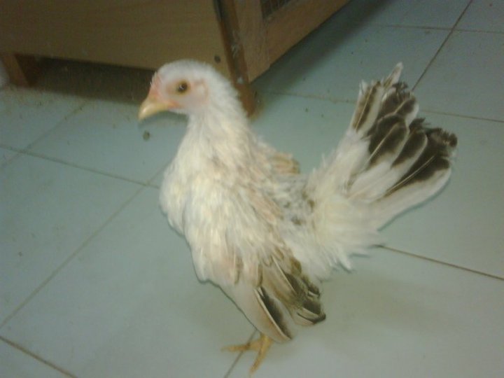 Micro 'A' size female | Serama Negeri™