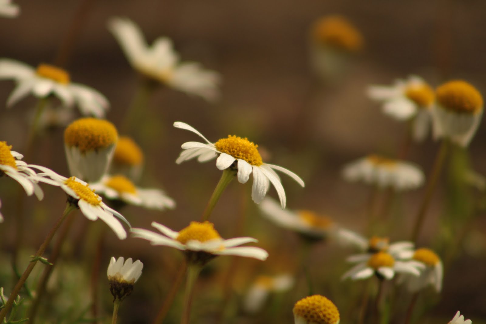 Olhares Subjectivos: Malmequer