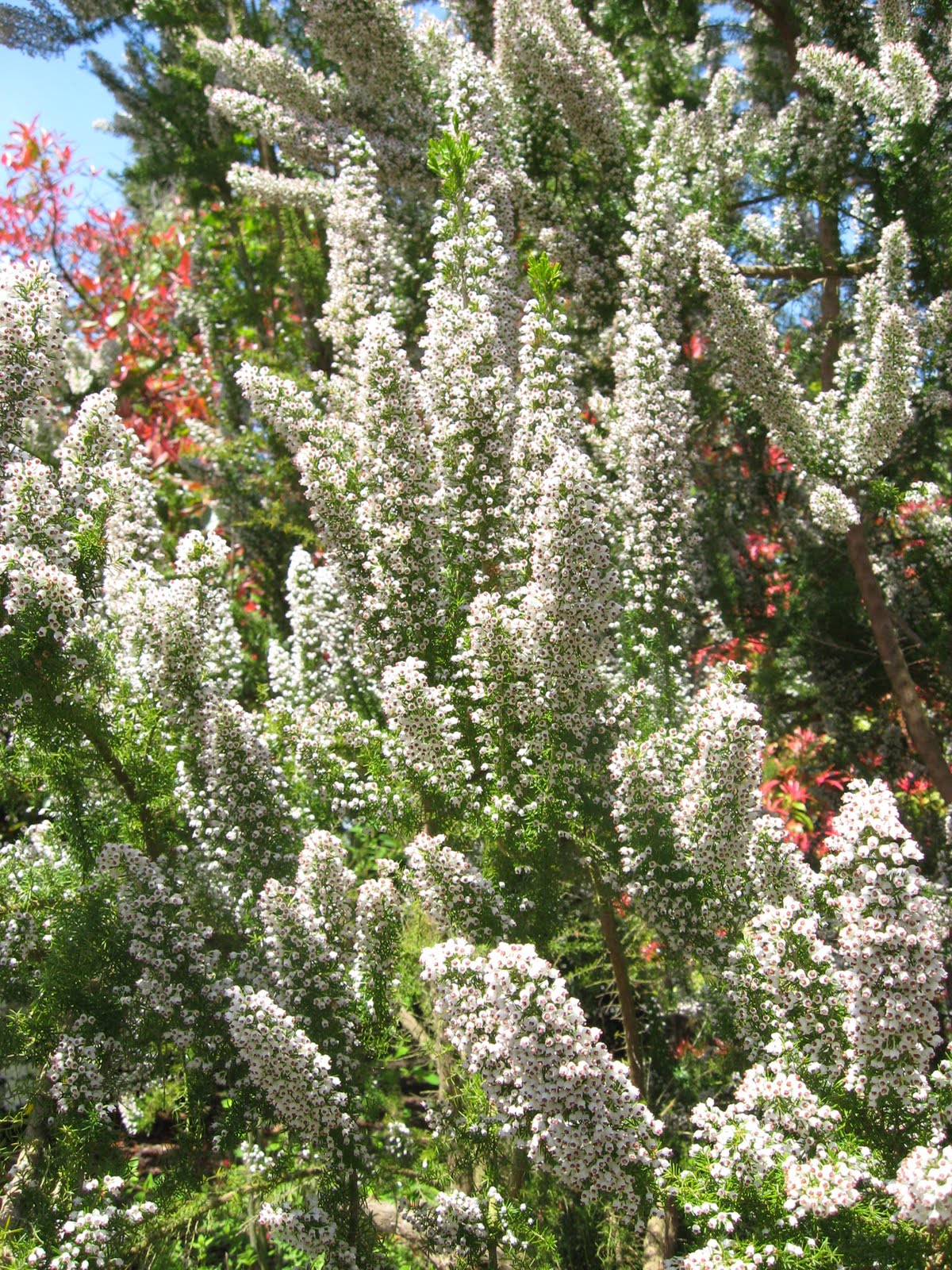 Dublin Flora: Erica arborea