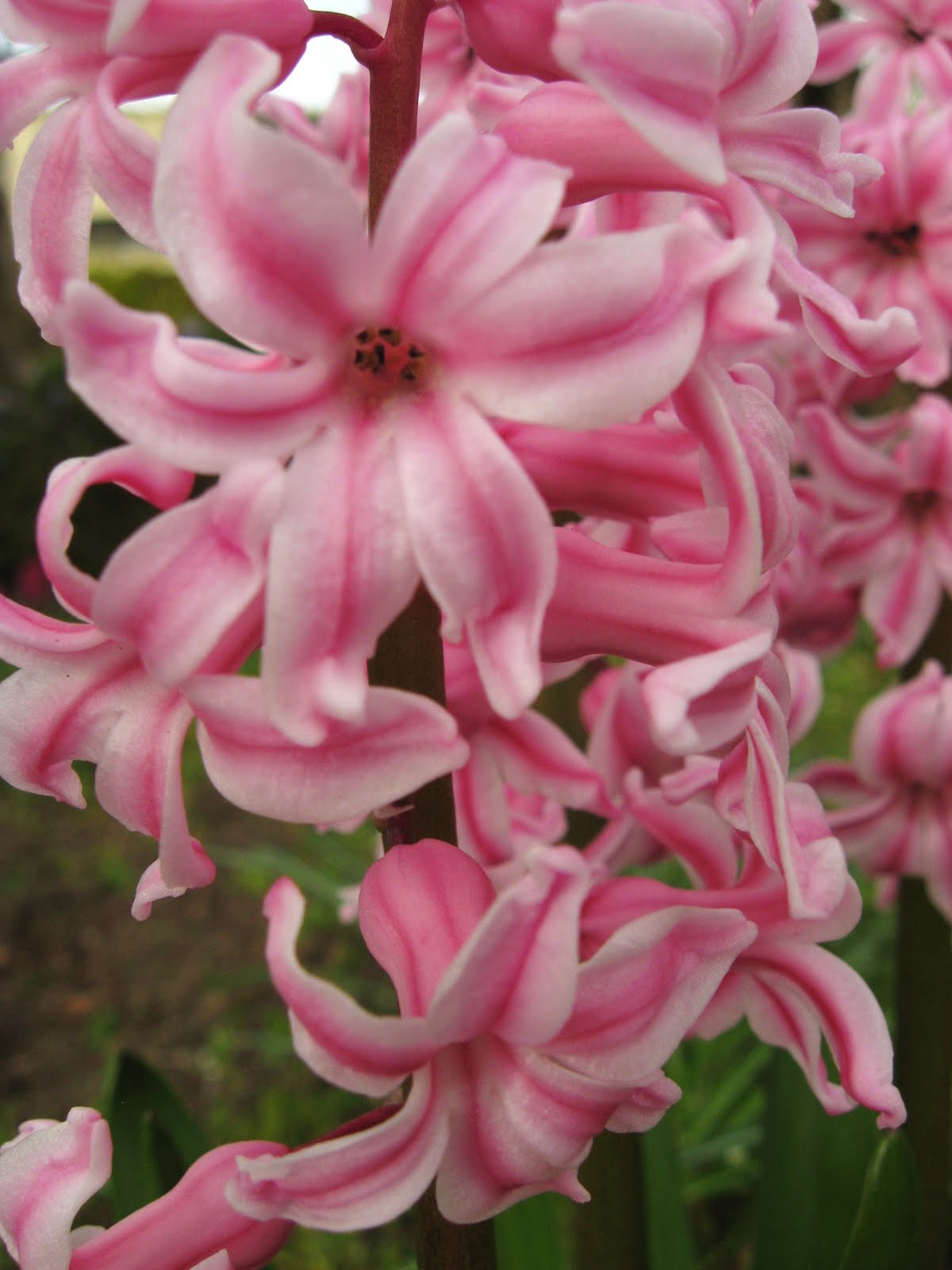 Dublin Flora: Hyacinthus spp.(orientalis)