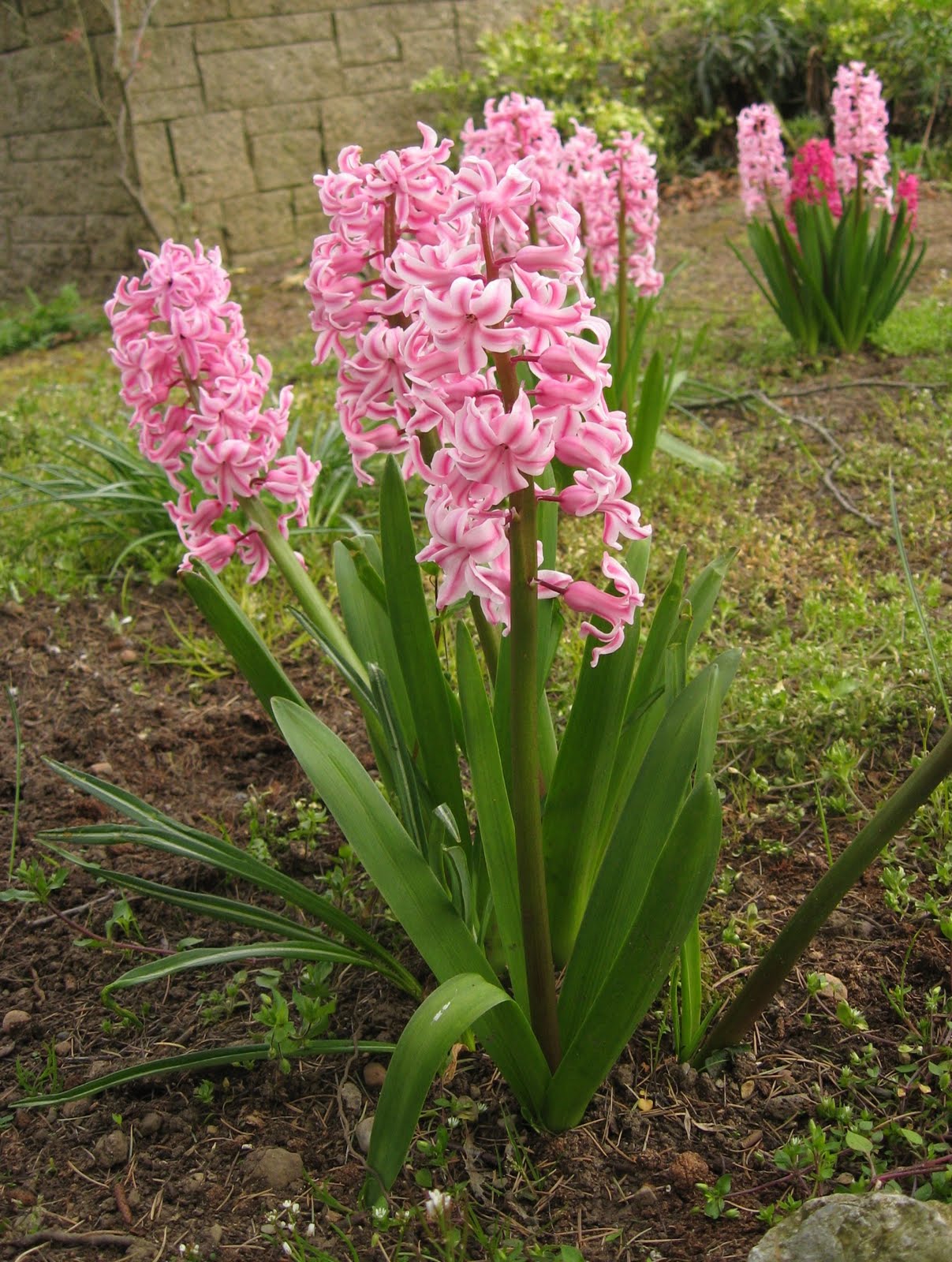 Dublin Flora: Hyacinthus spp.(orientalis)