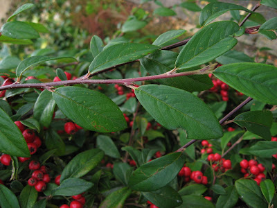 Dublin Flora: Cotoneaster 'Hybridus Pendulus'