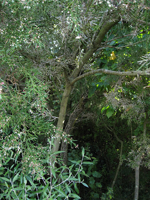 Dublin Flora: Colletia hystrix