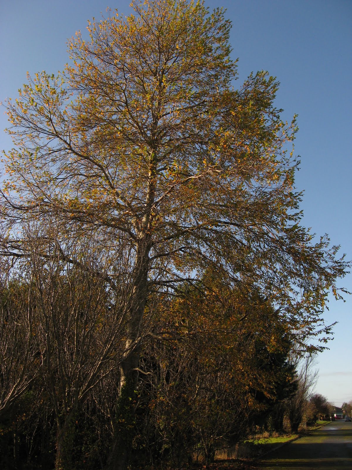 Dublin Flora: Nothofagus obliqua