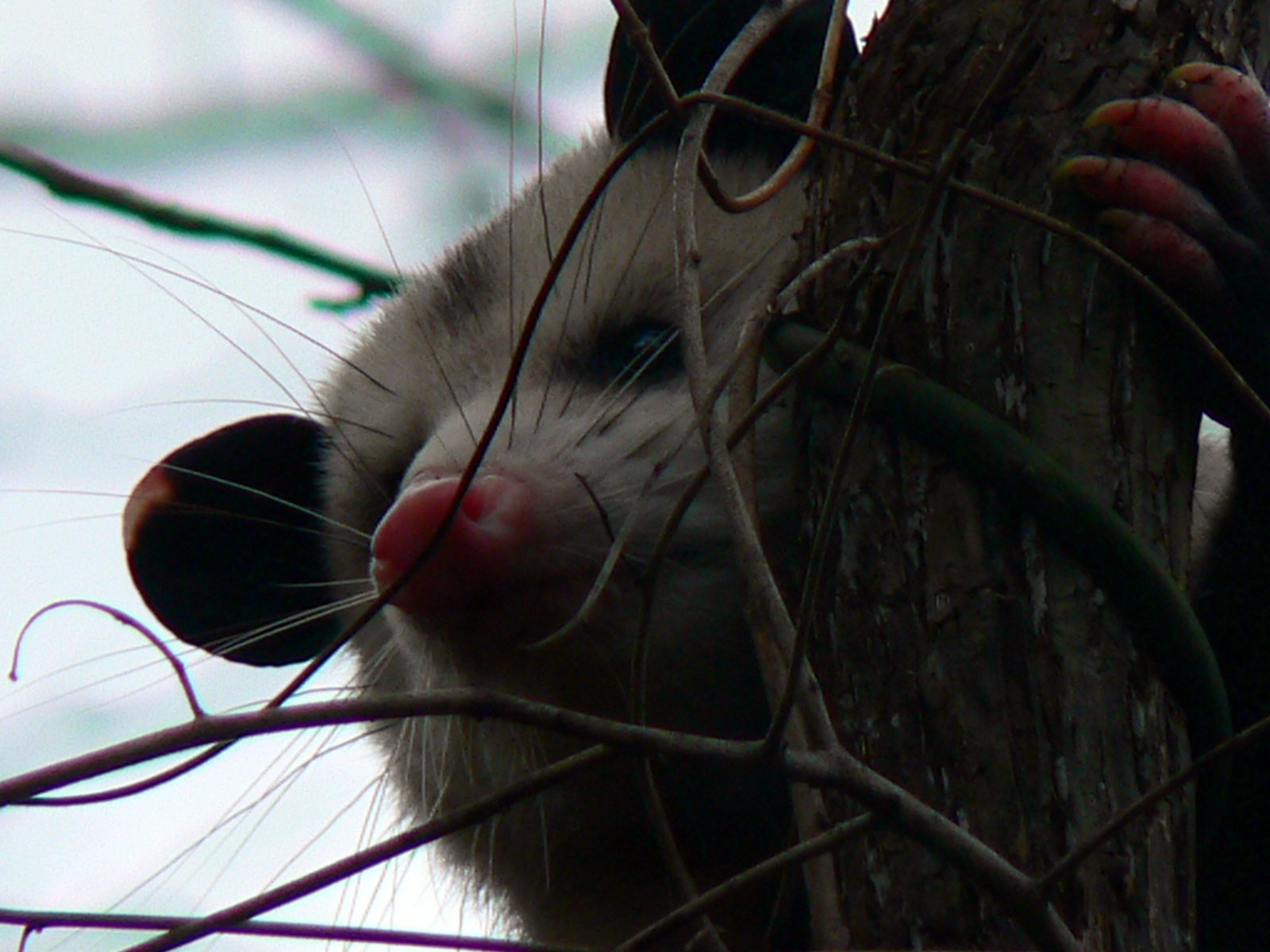 SwampThings: Opossum
