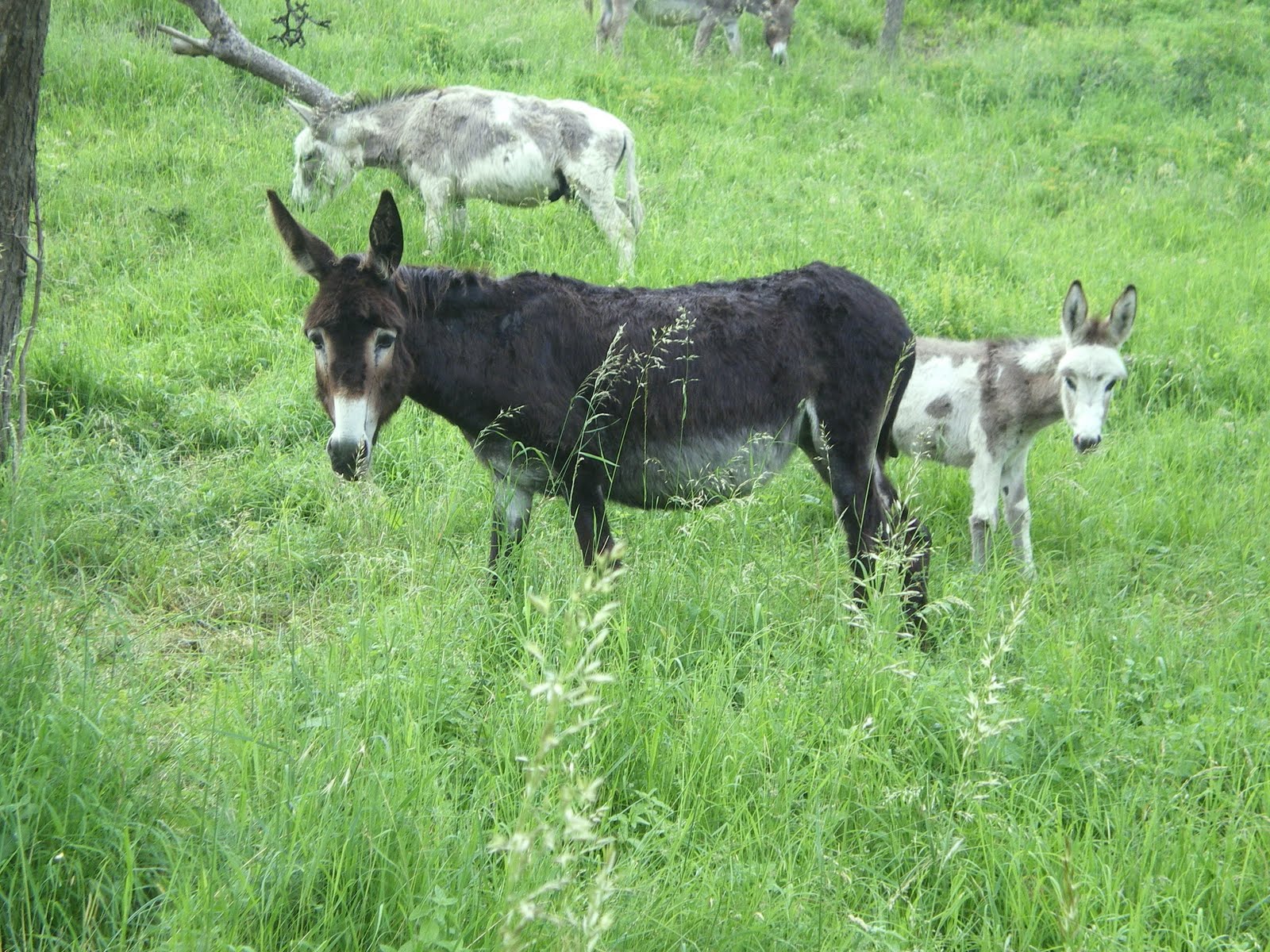 mano's welt: esel - donkeys