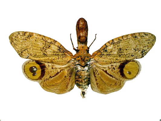 TIERRA DE LEYENDAS: La Machaca