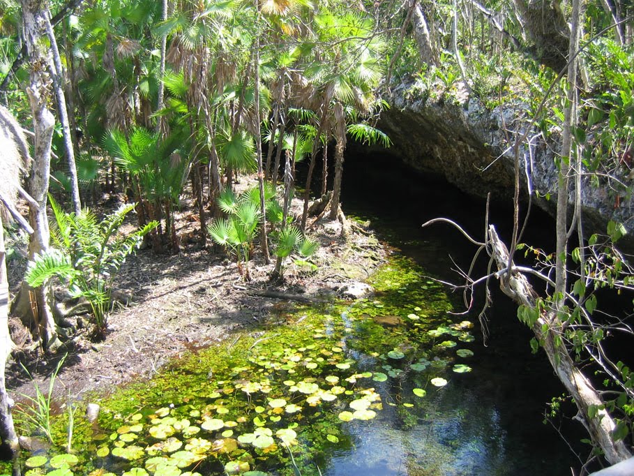 TIERRA DE LEYENDAS: La leyenda de Nicté-Ha