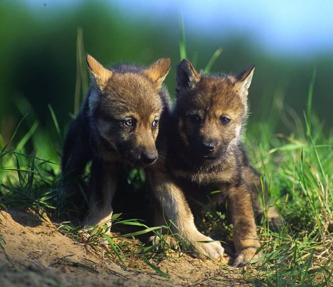 Una Ventana al Mundo: Impresionantes fotos de animales