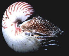 Family Nautilidae ---: Annotated Scientific Papers about the Nautilus
