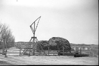 Penrose Mornings: Blood Family Blog: Alfalfa Hay, Once More