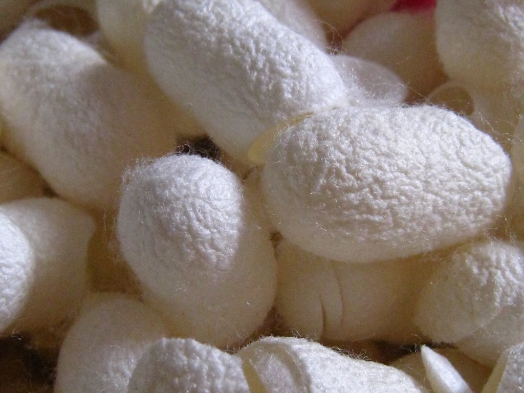 Cocoons | Just Another Noob Photographer™