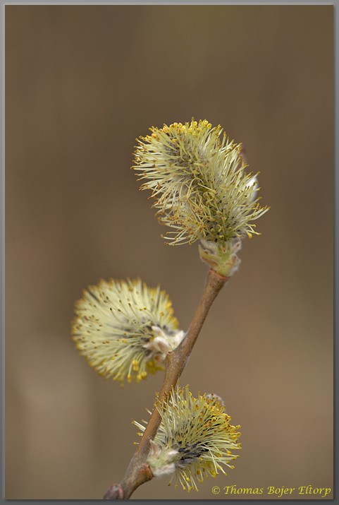 Breath of Fresh Air: Lady Spring