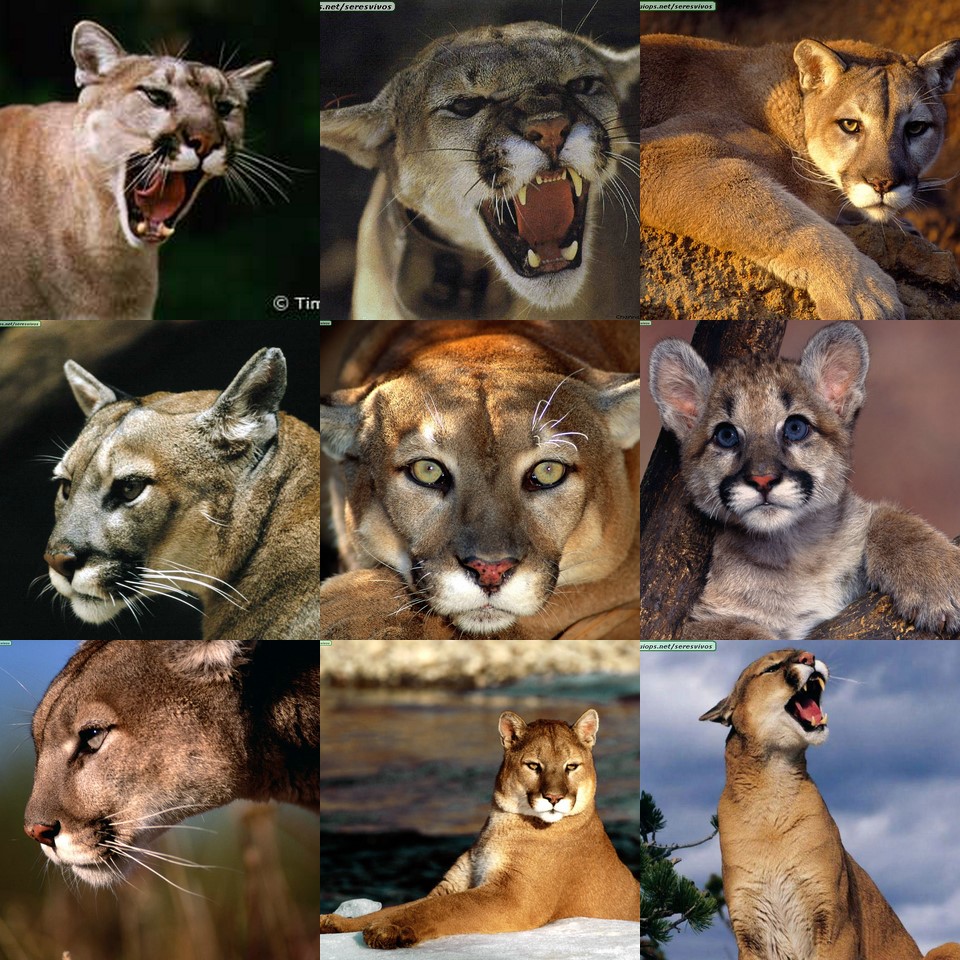 CURIPANGUE: Puma: Pangue, Pangui