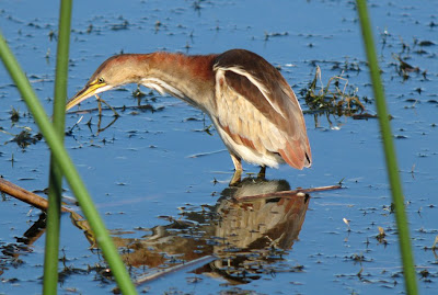 600 Birds: Least Bittern