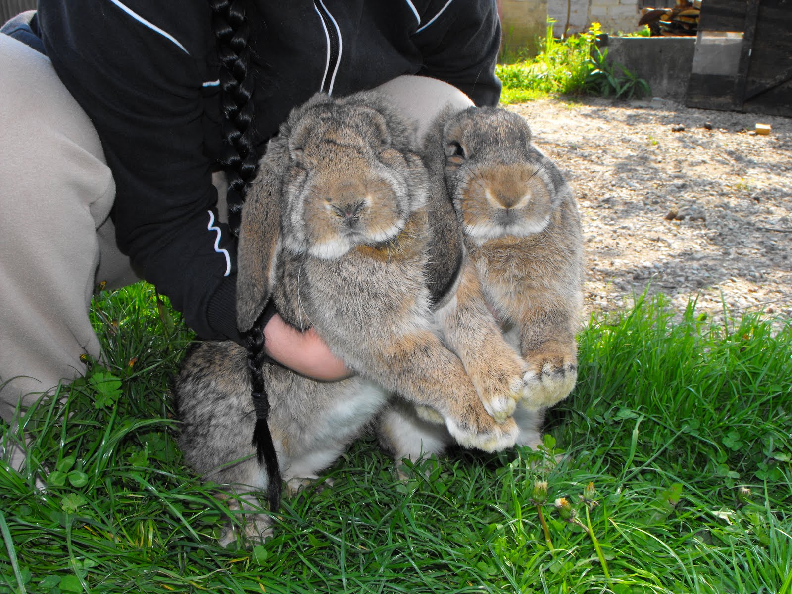 IEPURI DE VANZARE: iepuri di rasa berbec german