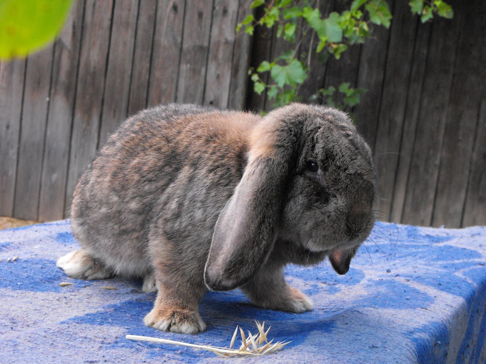 IEPURI DE VANZARE: iepuri di rasa berbec german