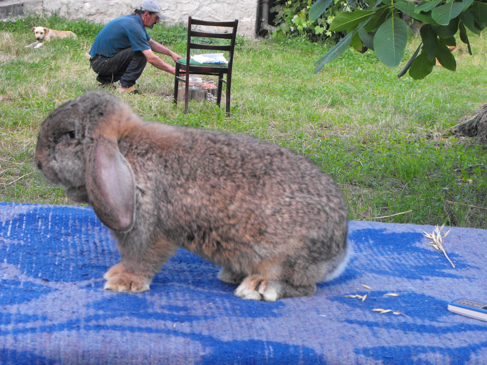 IEPURI DE VANZARE: iepuri di rasa berbec german