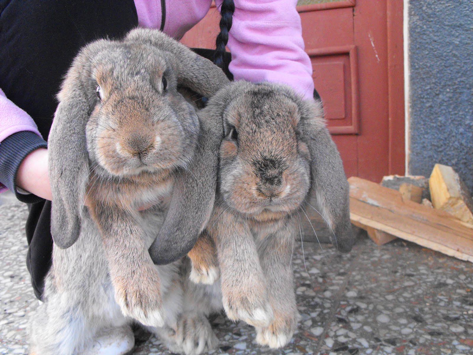 IEPURI DE VANZARE: iepuri di rasa berbec german