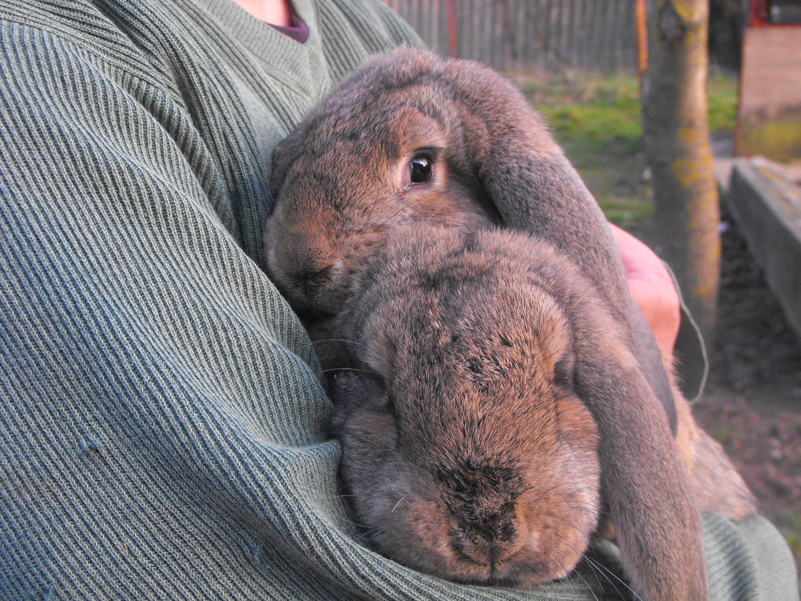 IEPURI DE VANZARE: iepuri di rasa berbec german