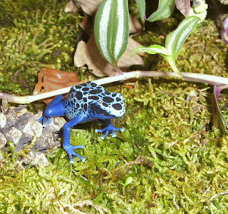azureus+6.gif
