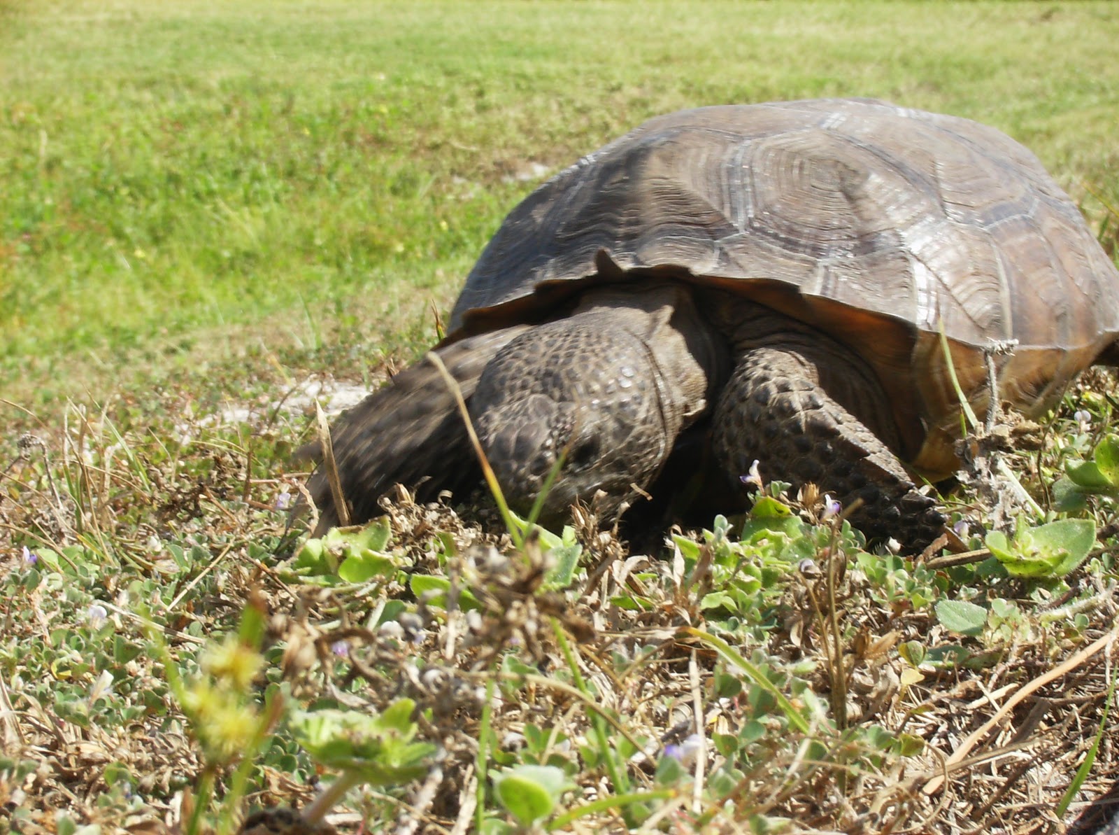 Cocoa Beach Pictures: Florida Gopher Turtle