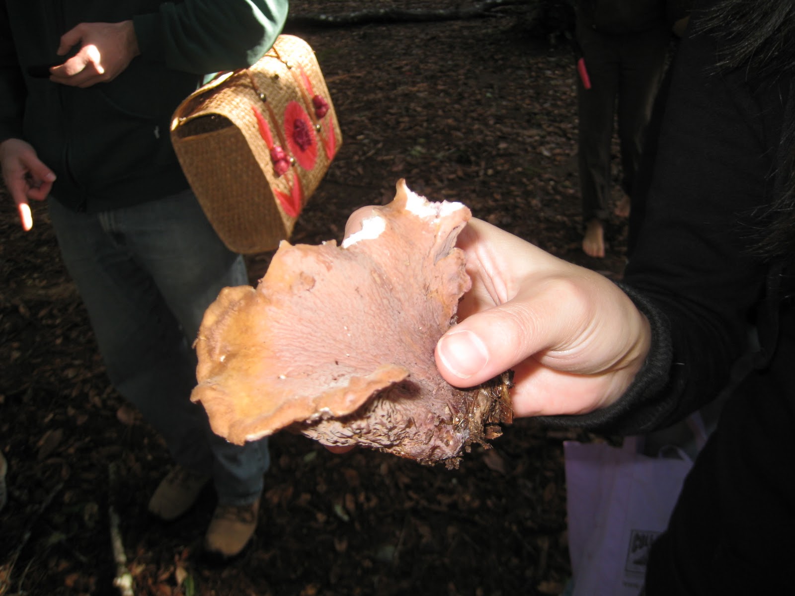 ALL THINGS FOOD: Mushroom Foraging @ Salt Point State Park