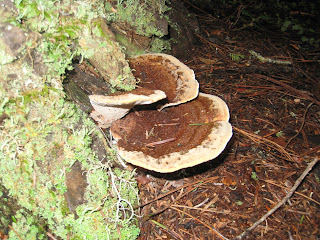 ALL THINGS FOOD: Mushroom Foraging @ Salt Point State Park