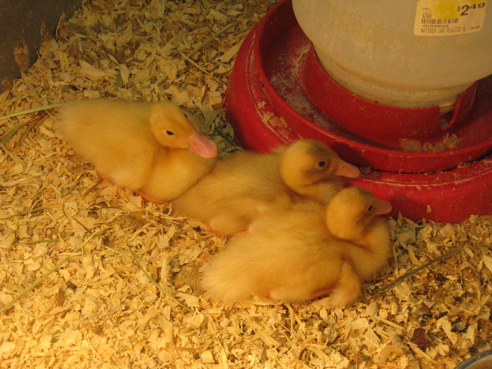 THE DEMARTINI FAMILY: IFA chicks and bunnies