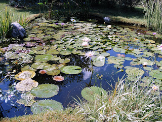 Nenufares y Estanques: Que es un estanque?