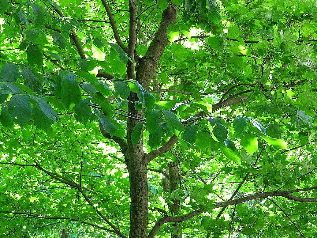 Arleenan S : Lehtipuu