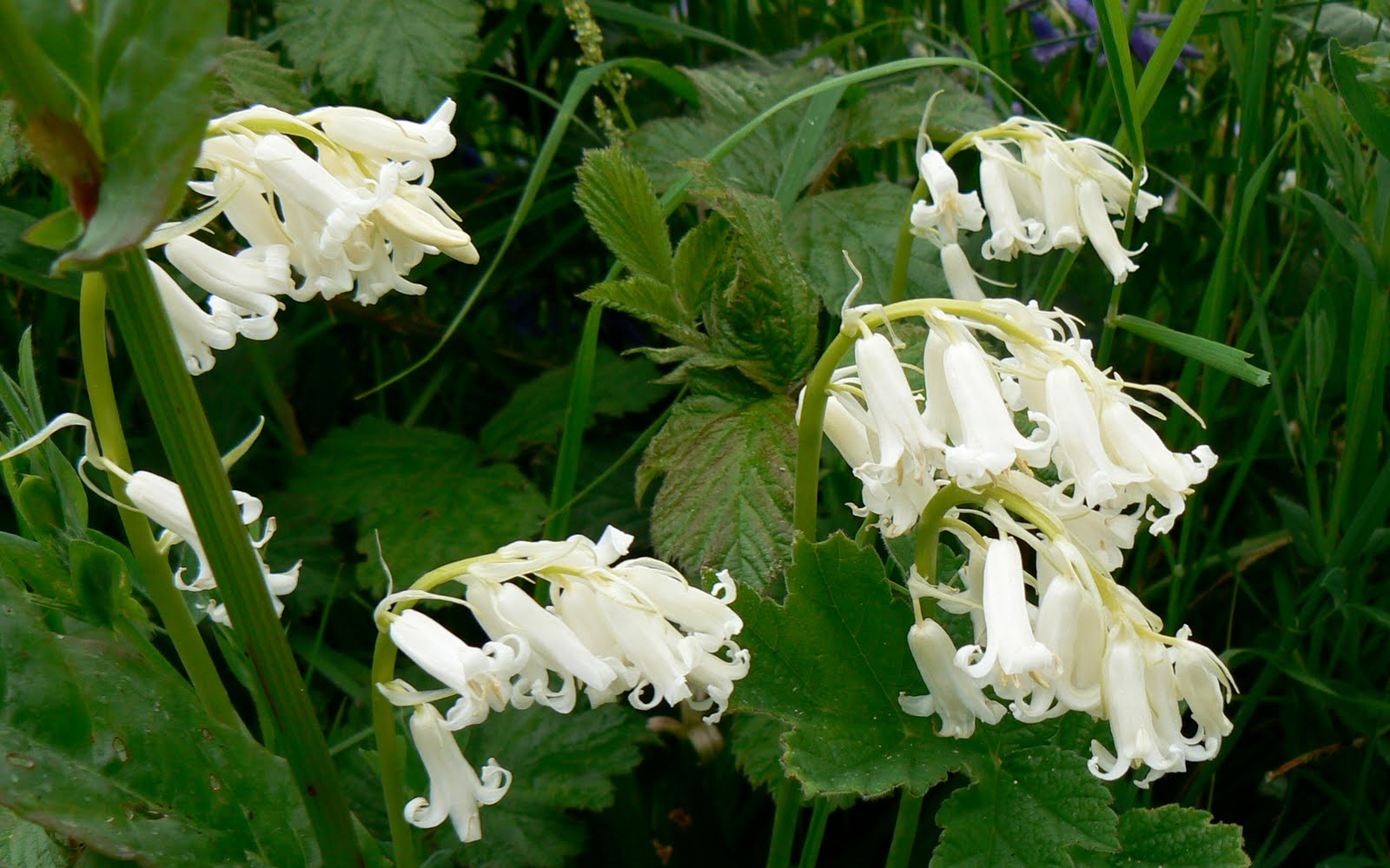 A Kilchoan Diary: Scottish Bluebells