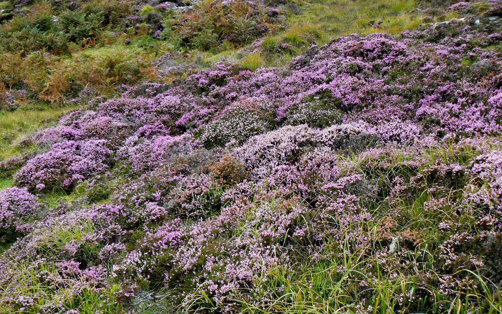 A Kilchoan Diary: Ardnamurchan's Heather in Bloom