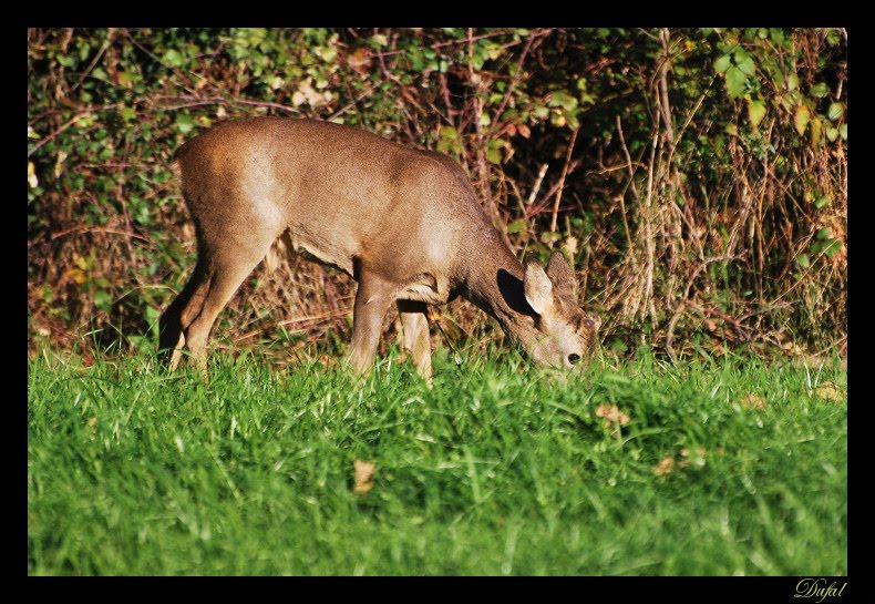 wild life trip: chevreuil