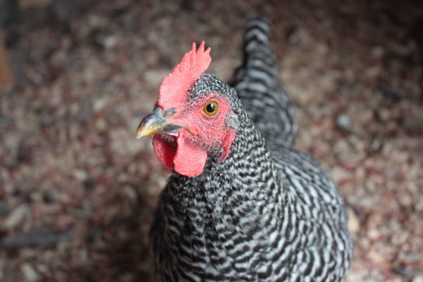 Ba-Gawks: Chicken faces