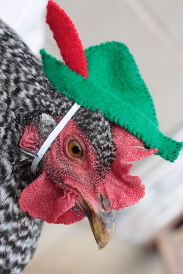 Ba-Gawks: Chickens in tiny hats: Chicken hood