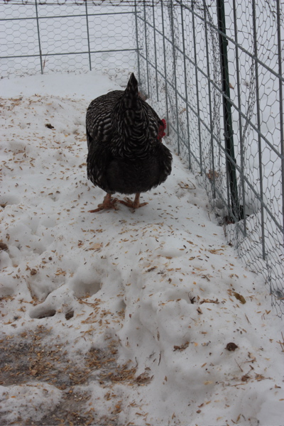 Ba-Gawks: Chicken on ice