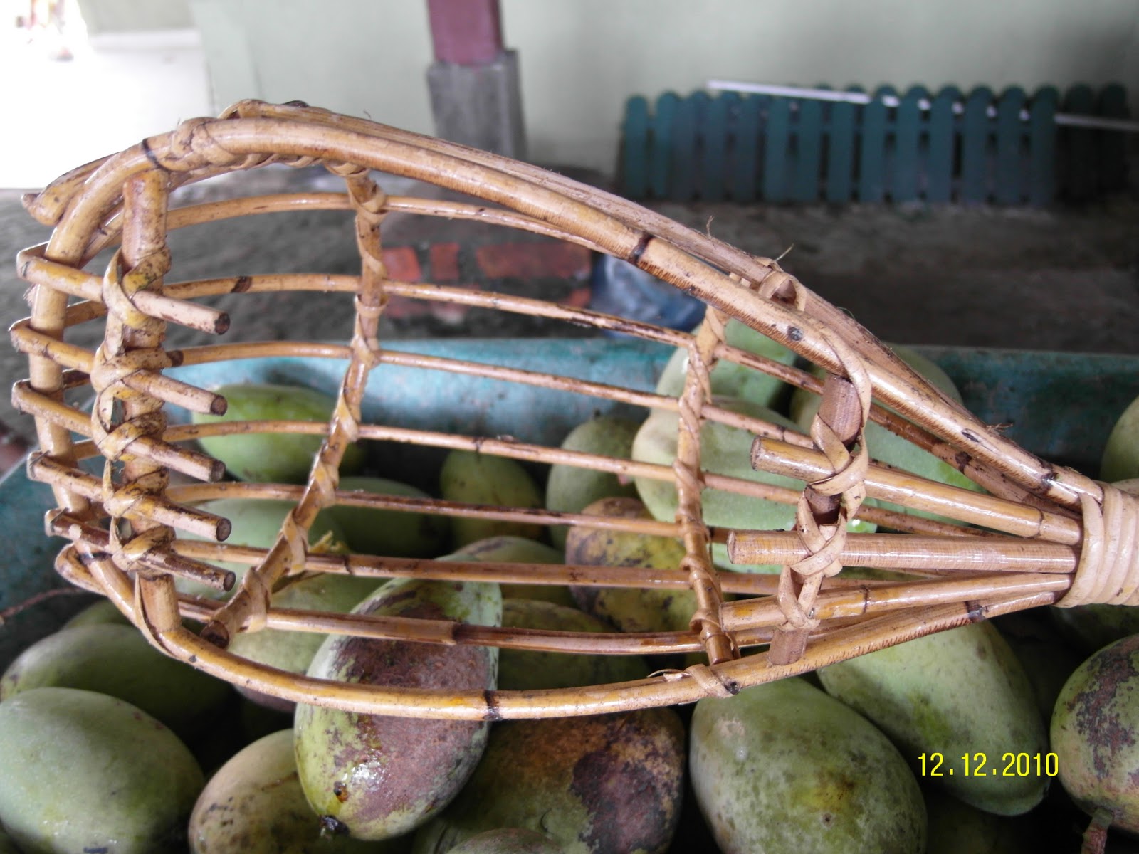 Delicious mango | THE DOTTED LINES