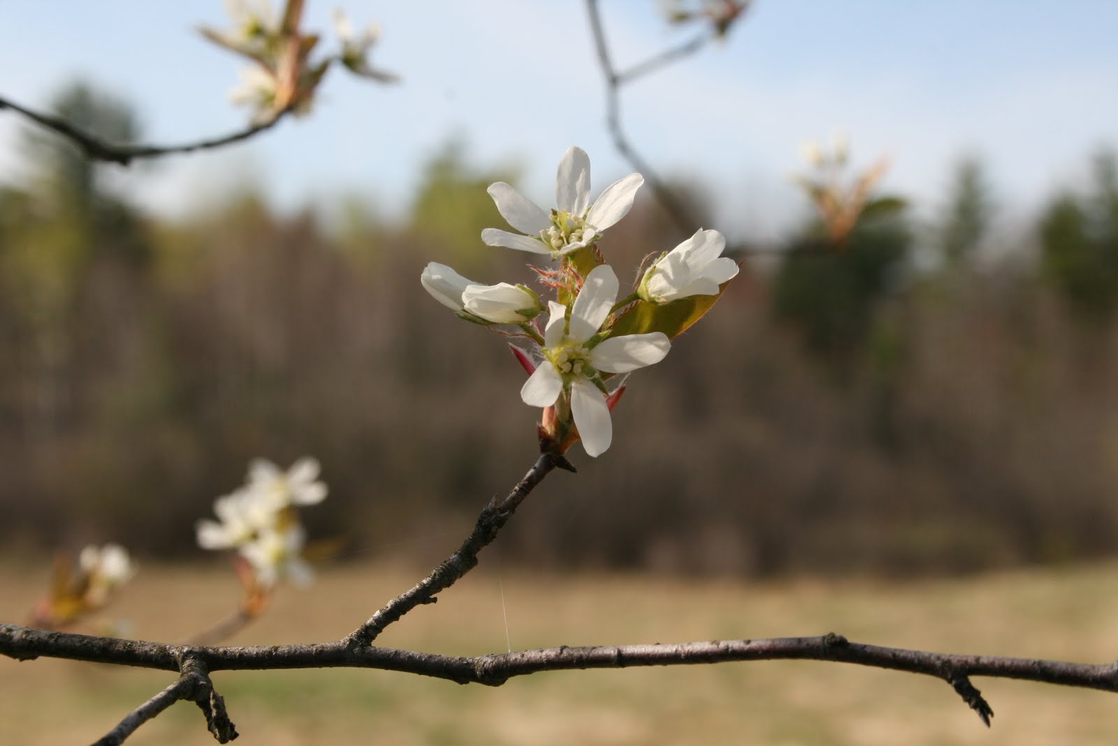 Spicebush Log: Shadbush