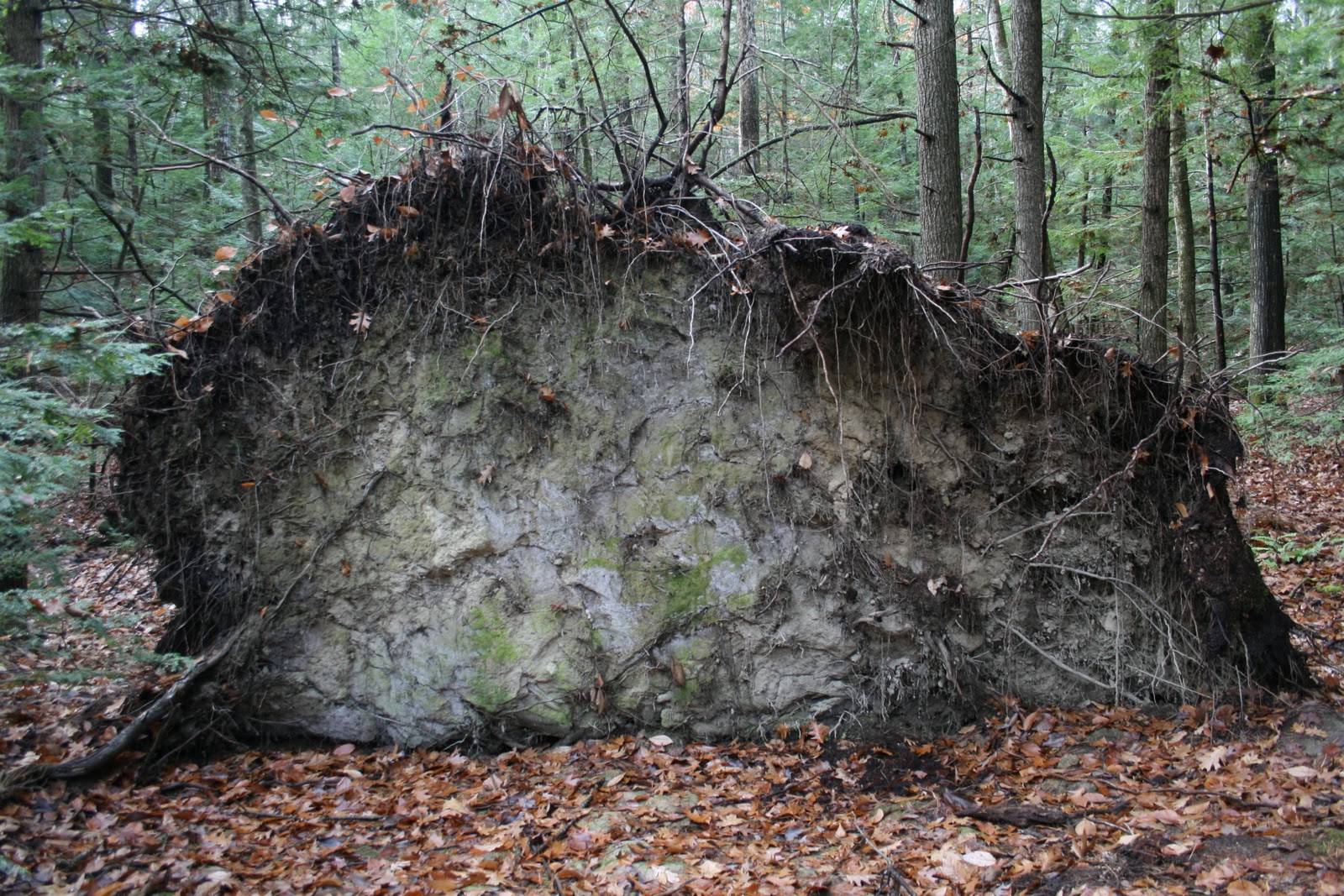 Spicebush Log: Roots
