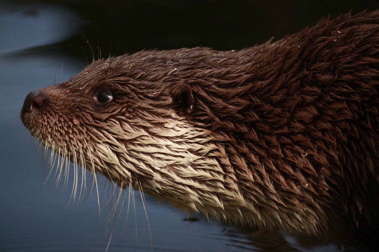Discovering Alpine Birds: Eurasian Otters in Europe and Austria