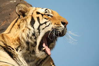 Discovering Alpine Birds: Digiscoping Wild Tigers... in Africa!